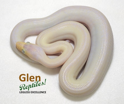 Blue Eyed Leucistic CRB Colombian Rainbow Boa by Glen Reptiles ...