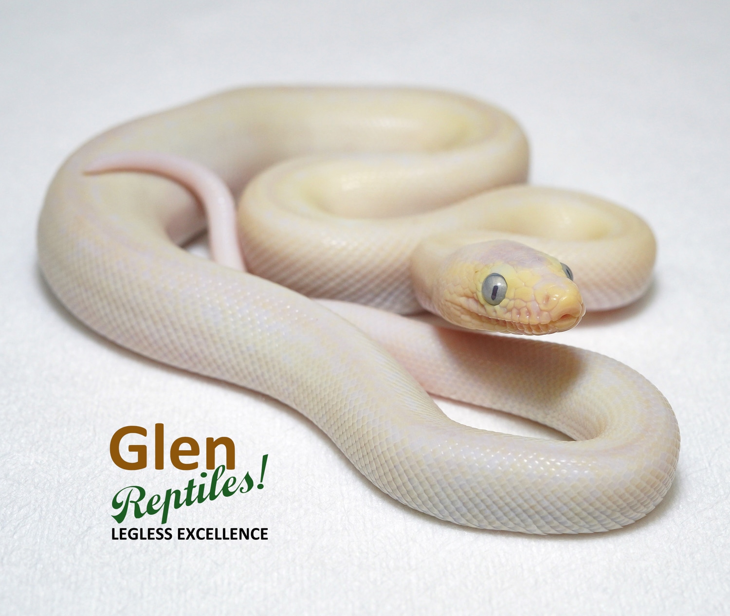 Blue Eyed Leucistic CRB Colombian Rainbow Boa by Glen Reptiles ...