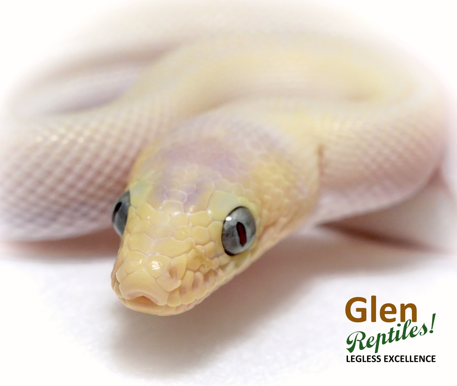 Blue Eyed Leucistic CRB Colombian Rainbow Boa by Glen Reptiles ...