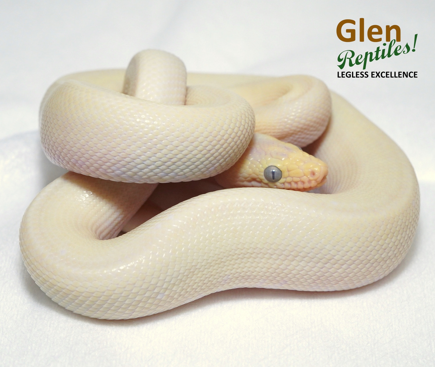 Blue Eyed Leucistic CRB Colombian Rainbow Boa by Glen Reptiles ...