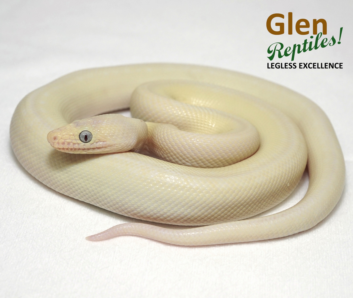 Blue Eyed Leucistic CRB Colombian Rainbow Boa by Glen Reptiles ...