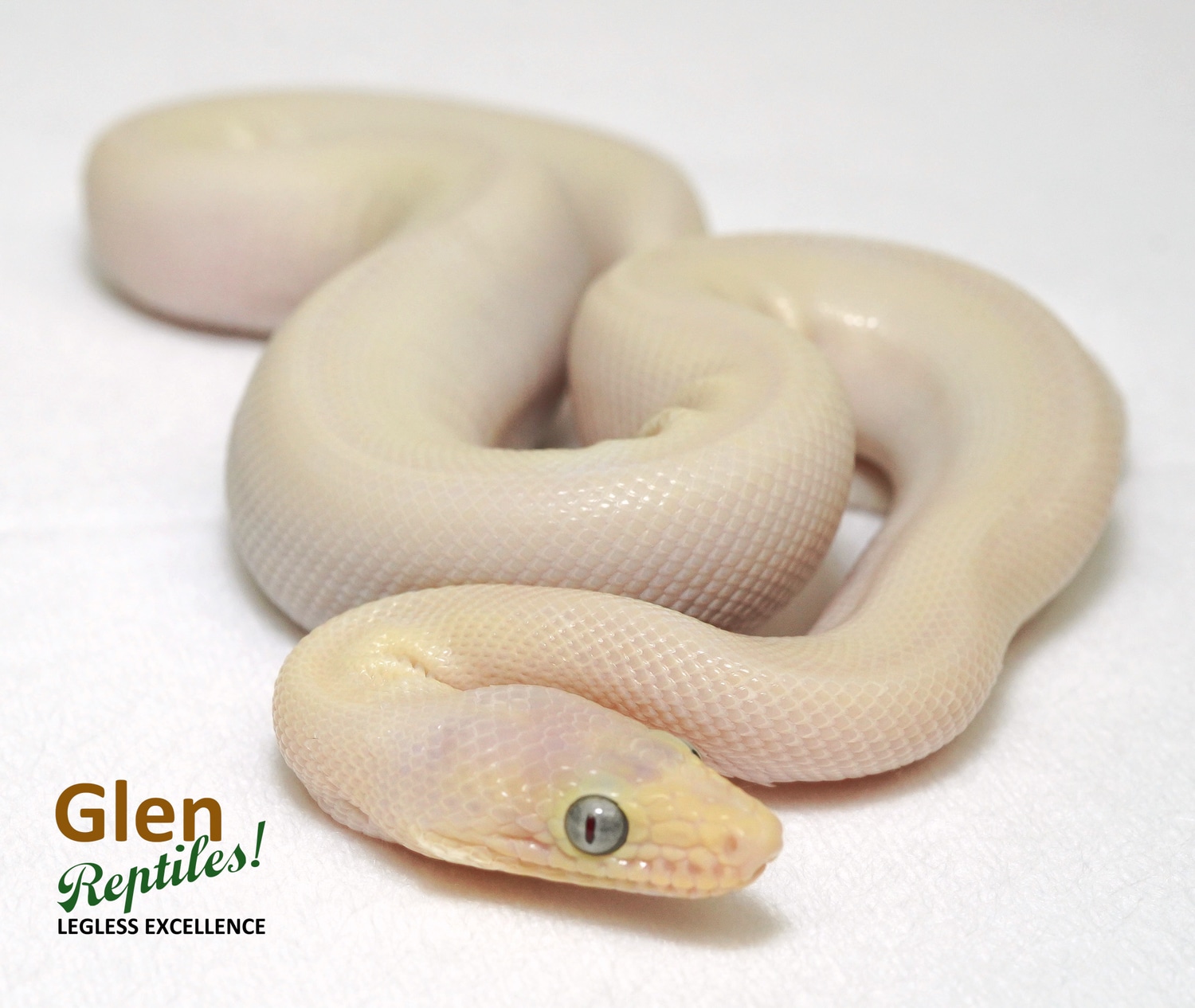 Blue Eyed Leucistic CRB Colombian Rainbow Boa by Glen Reptiles ...