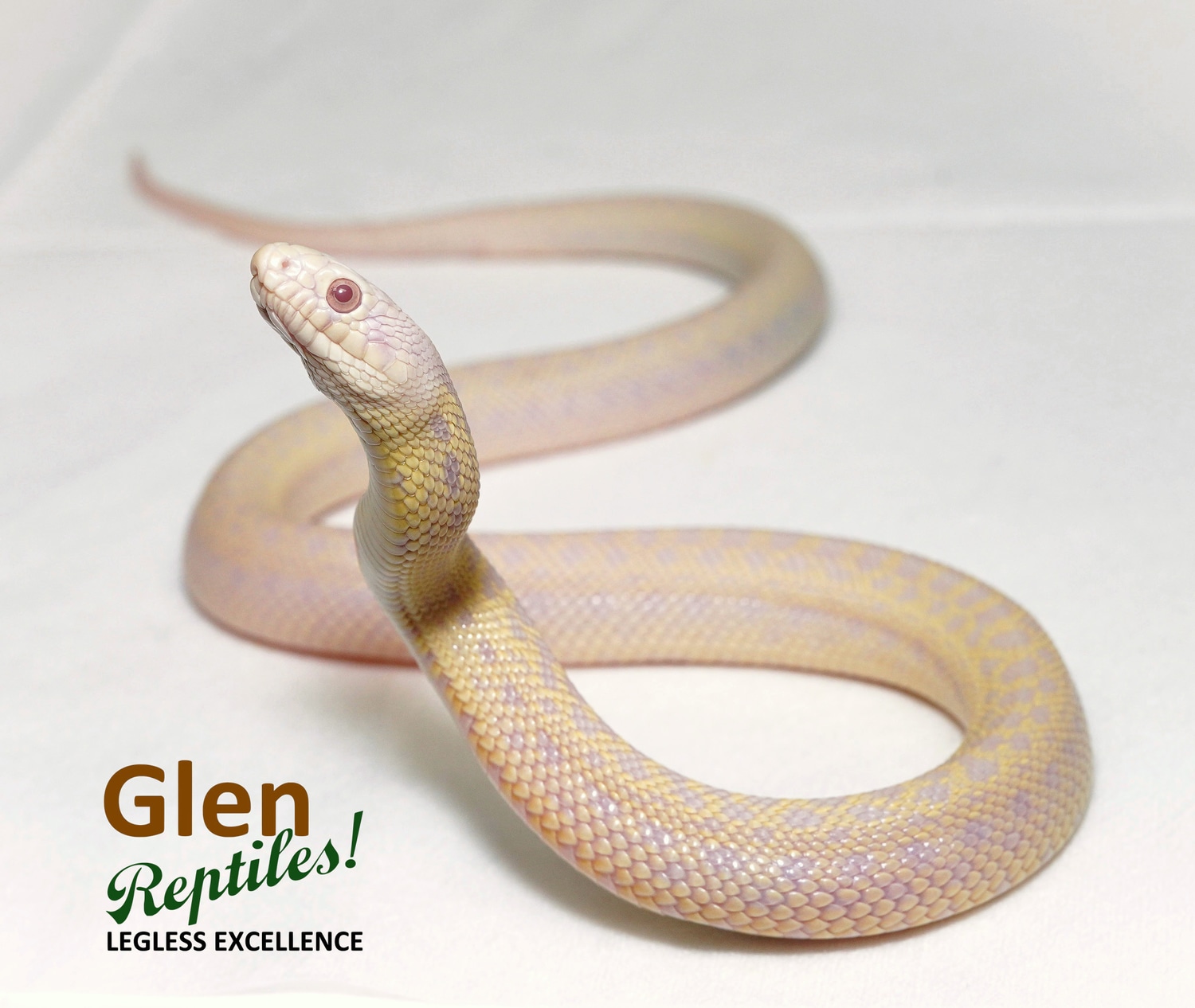 Envy Snow Annectens (Klumper's Albino And Anery Genes) Gopher Snake by ...