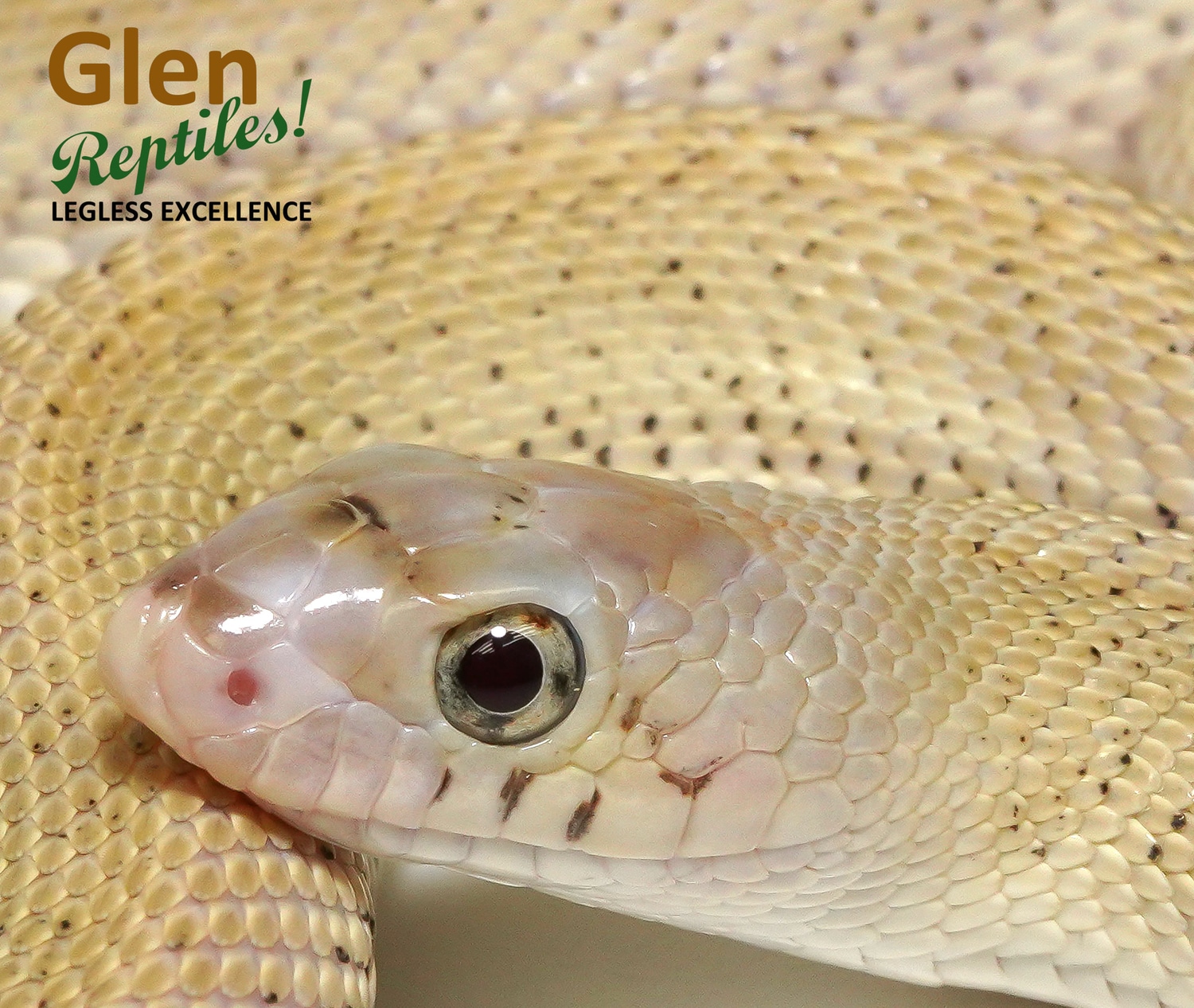 2022 Patternless White-sided Bullsnake by Glen Reptiles - MorphMarket