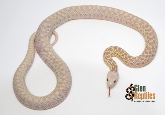 Envy Snow Annectens (Klumper's Albino And Anery Genes) Gopher Snake by ...
