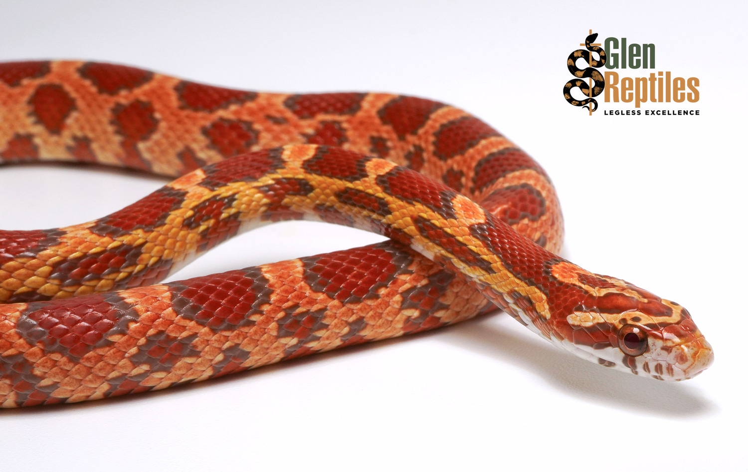 Fluorescent Ultramel Okeetee Corn Snake by Glen Reptiles - MorphMarket