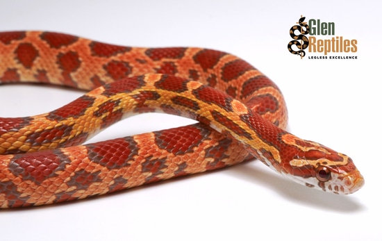 Fluorescent Ultramel Okeetee Cornsnake Corn Snake by Glen Reptiles