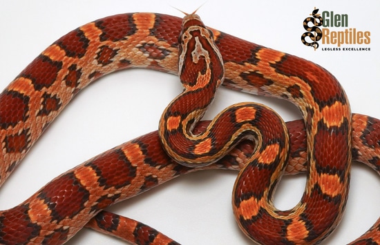 Fluorescent Ultra Okeetee Cornsnake Corn Snake by Glen Reptiles