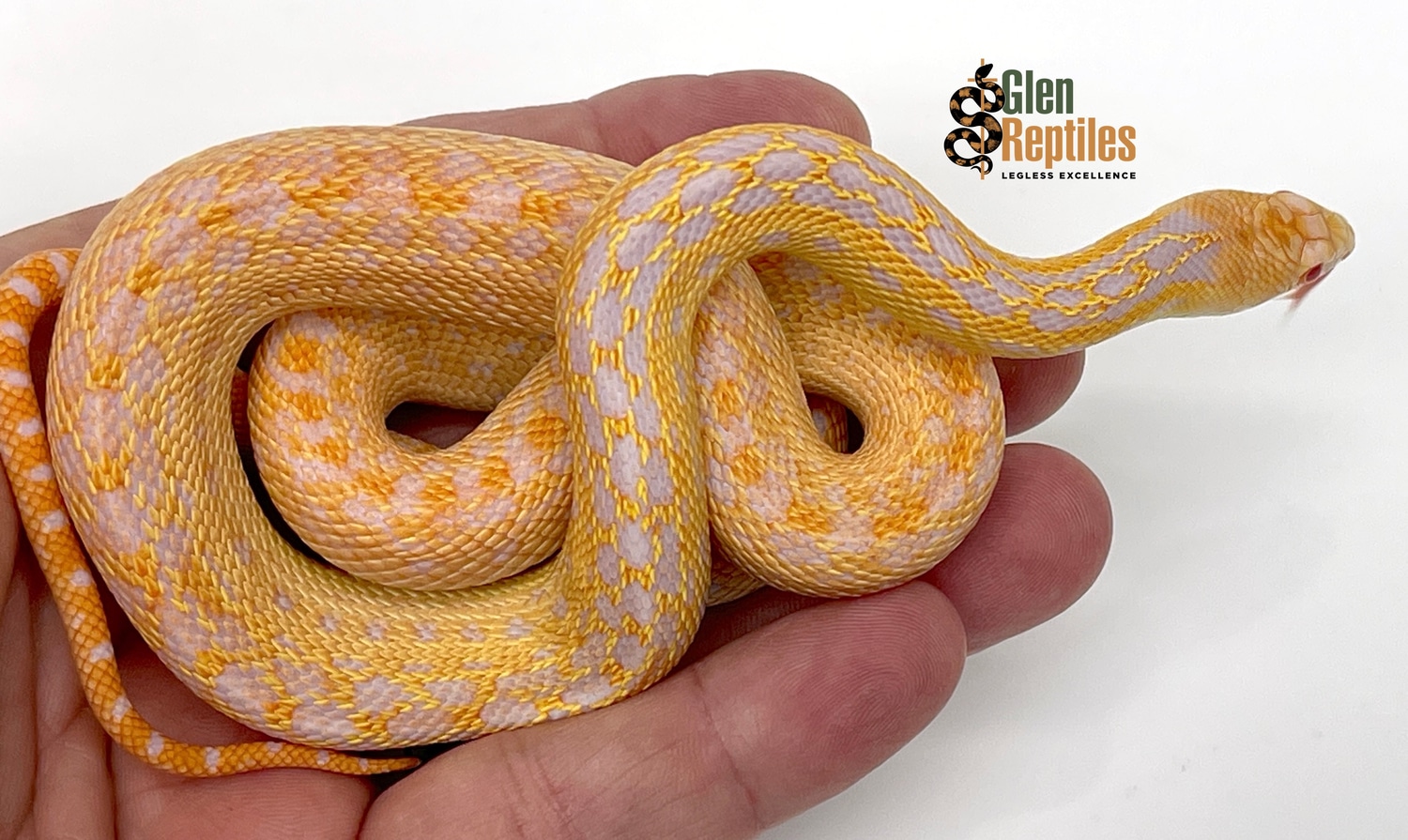 Double Albino Annectens (Klumper's And Bechtel Visible Traits) Gopher ...