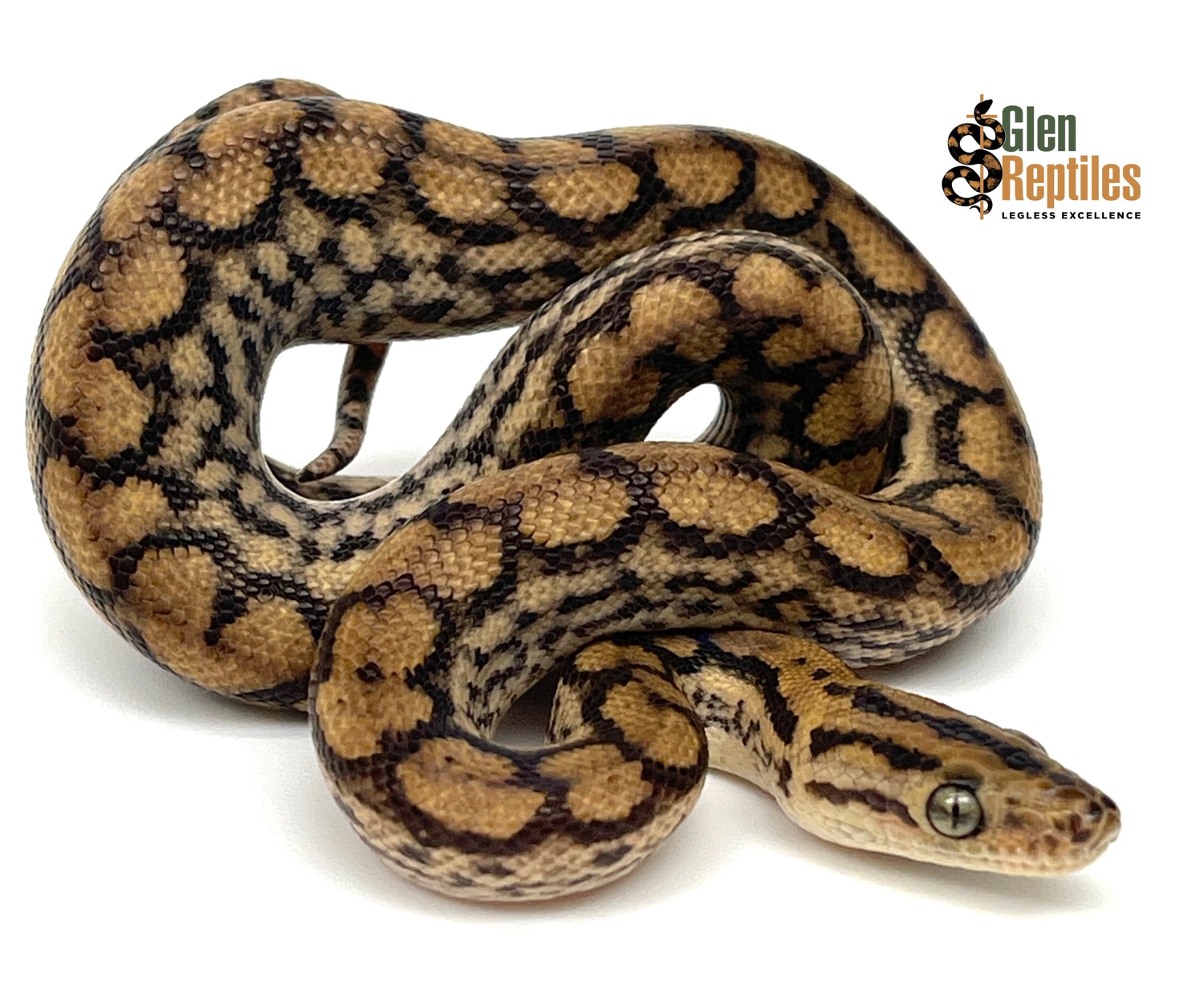 CRB Het For Blue-eyed Luecistic Colombian Rainbow Boa by Glen Reptiles ...