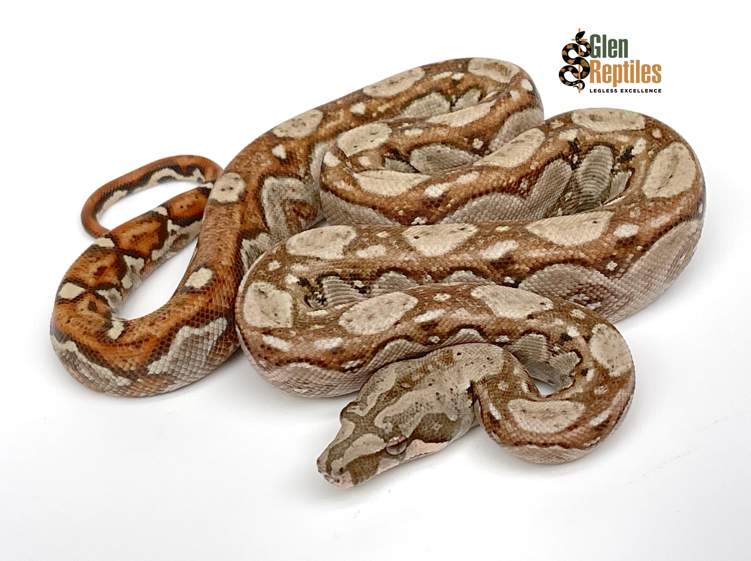 Super Hypo Sonoran Desert Dwarf Boa (100% Pure) Boa Constrictor by Glen ...