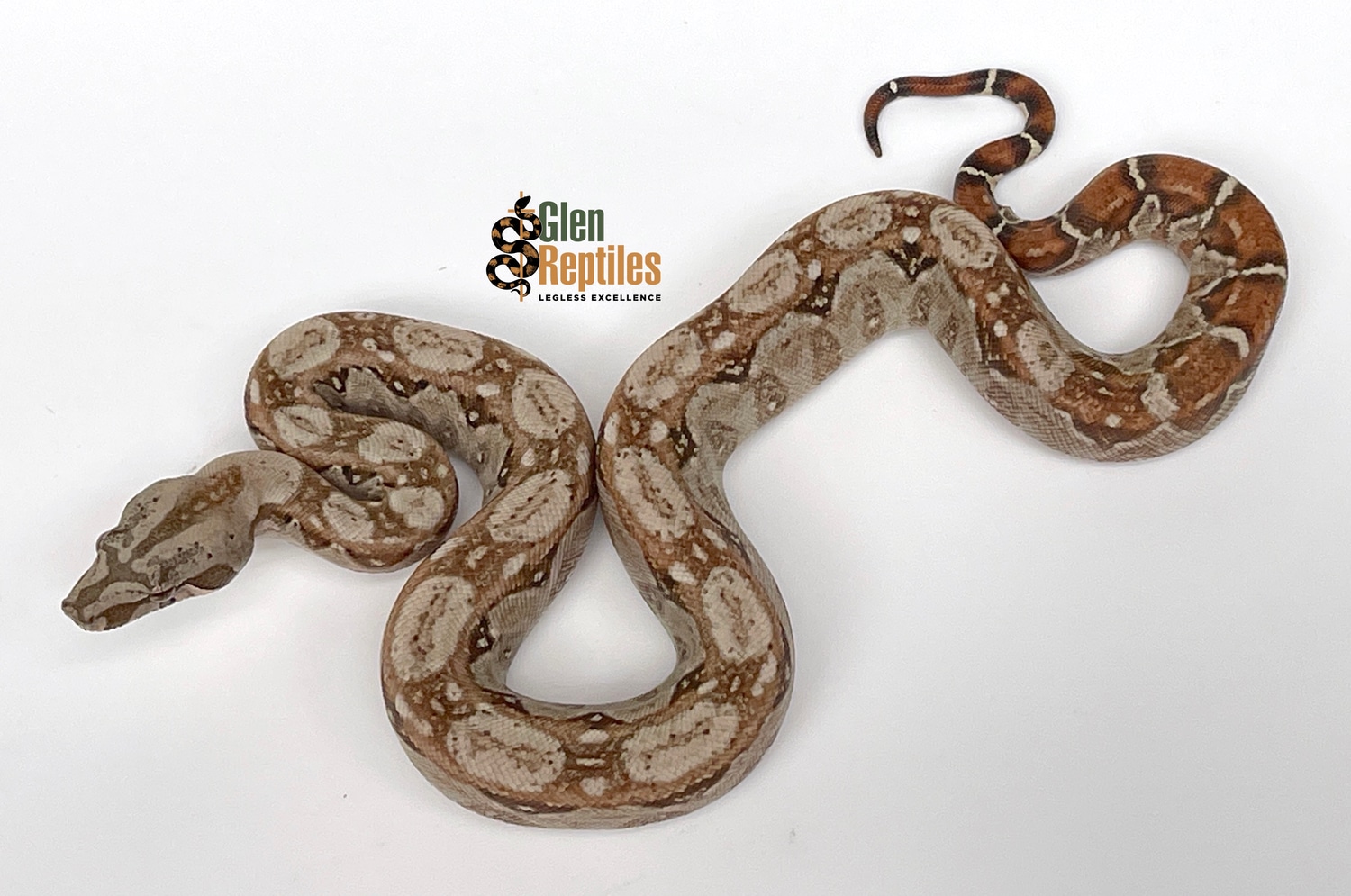 Super Hypo Sonoran Desert Dwarf Boa (100% Pure) Boa Constrictor by Glen ...