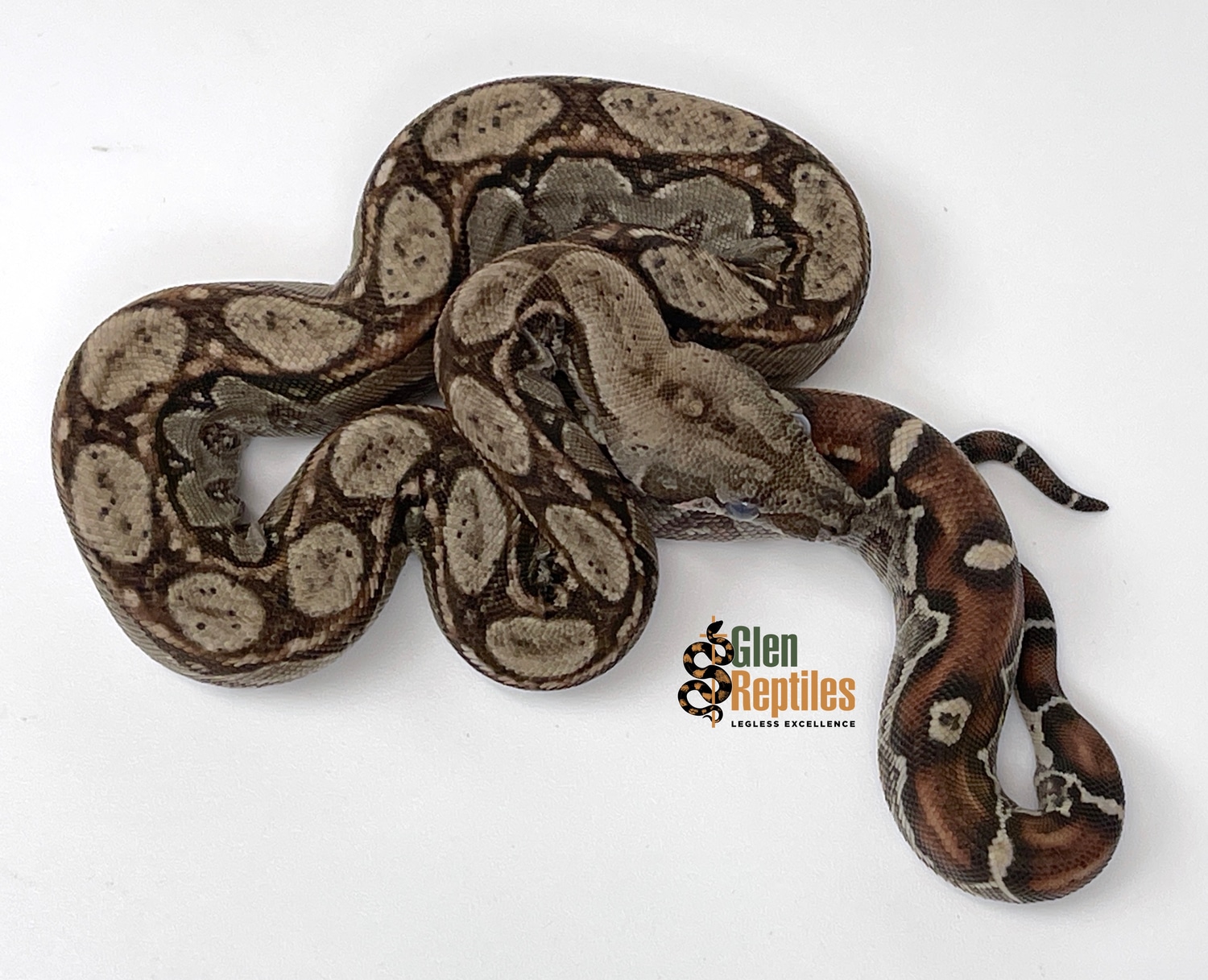Hypo Sonoran Desert Dwarf Boa (100% Pure) Boa Constrictor by Glen ...