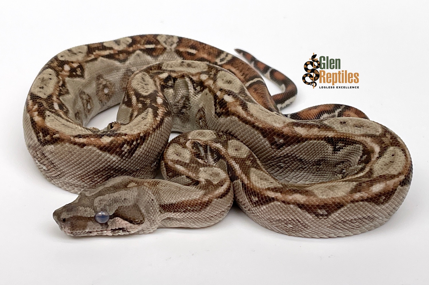 Super Hypo Sonoran Desert Dwarf Boa (100% Pure) Boa Constrictor by Glen ...
