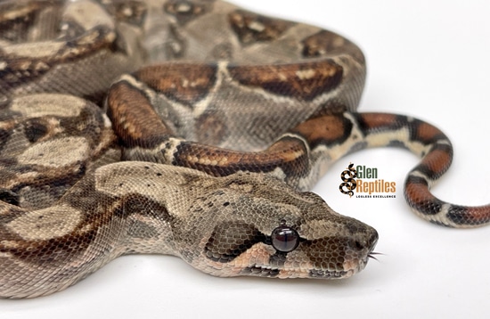 Hypo Sonoran Desert Dwarf Boa (100% Pure) Boa Constrictor by Glen Reptiles
