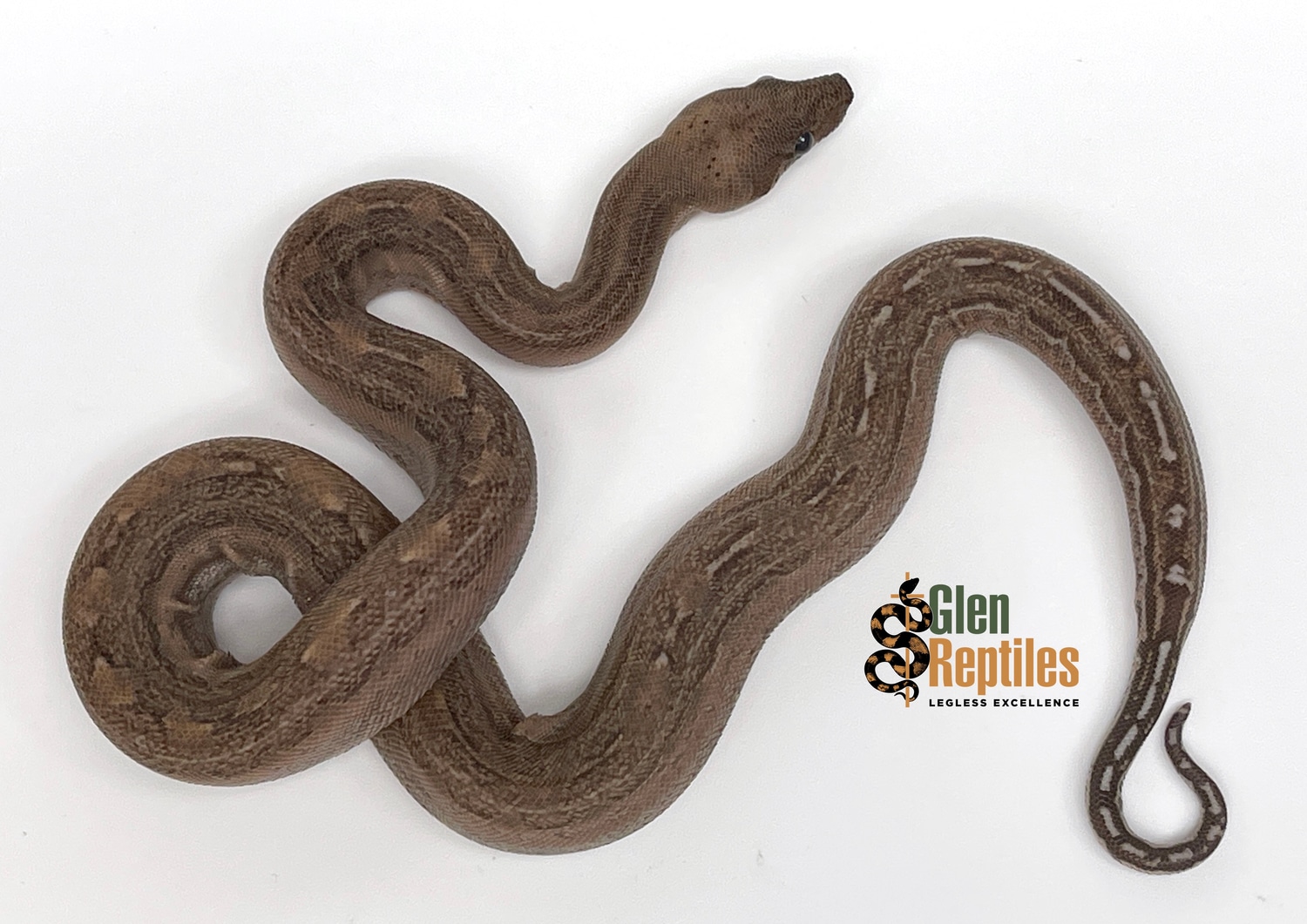 Super Hypo Leopard Sonoran Desert Dwarf Boa (100% Pure) Boa Constrictor ...