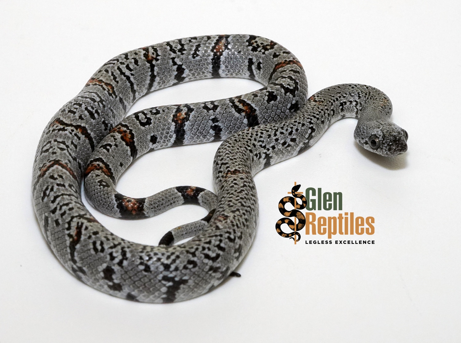 Black Gap Alterna Gray-Banded Kingsnake by Glen Reptiles - MorphMarket