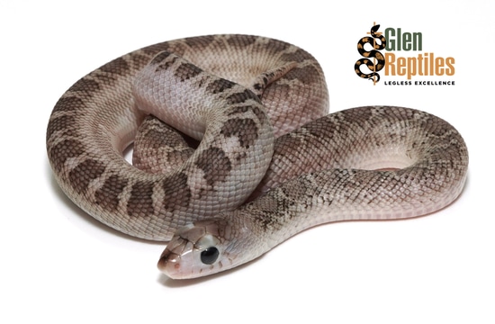 Axanthic White-sided Bull Bullsnake by Glen Reptiles