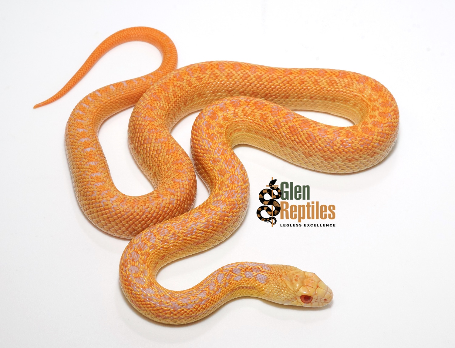 Double Albino SD Gopher Gopher Snake by Glen Reptiles - MorphMarket