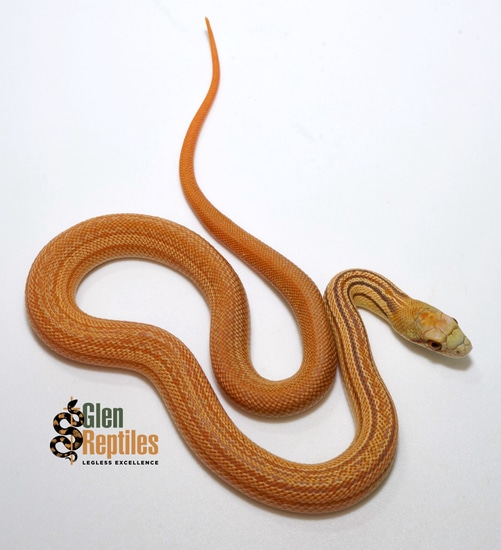 Striped Klumper's Albino SD Gopher Gopher Snake by Glen Reptiles