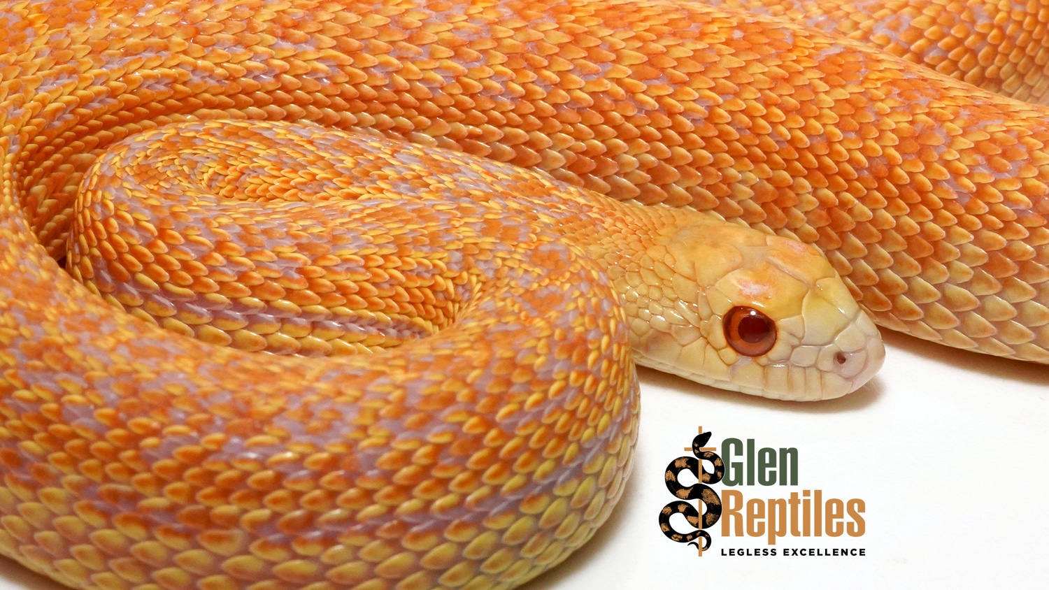 Klumper's Albino SD Gopher Gopher Snake by Glen Reptiles - MorphMarket