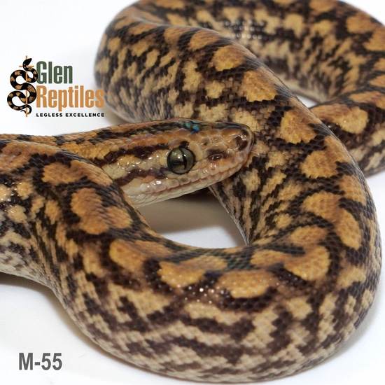 Columbian Rainbow Boa Het For Blue Eye Leucy Colombian Rainbow Boa by ...