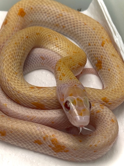 Chinese Beauty Snake Hypo Calico Beauty Rat Snake by Glen Reptiles