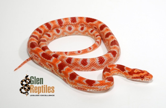 Fluorescent Reverse Okeetee Corn Corn Snake by Glen Reptiles