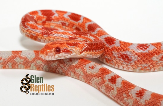 Red Zeppelin Line -pure Locality Amel Corn Snake by Glen Reptiles