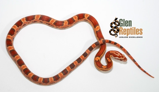 Fluorescent Ultramel Okeetee Corn Corn Snake by Glen Reptiles