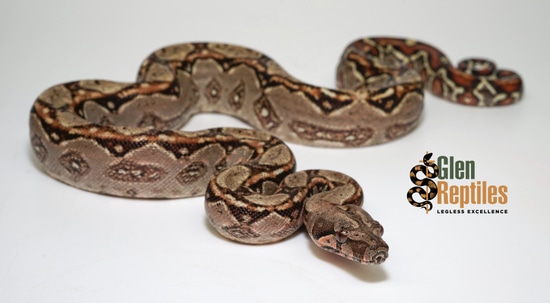 Sonoran Desert Dwarf Boa -HYPO (Boa Sigma) Boa Constrictor by Glen Reptiles