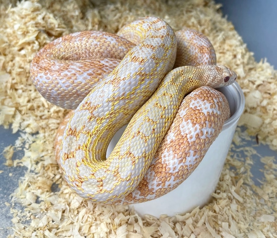 Adult Proven Female Albino San Diego Gopher Snake by Glen Reptiles