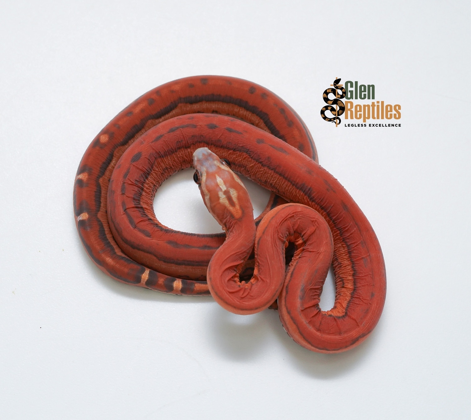 Scaleless Cornsnake
