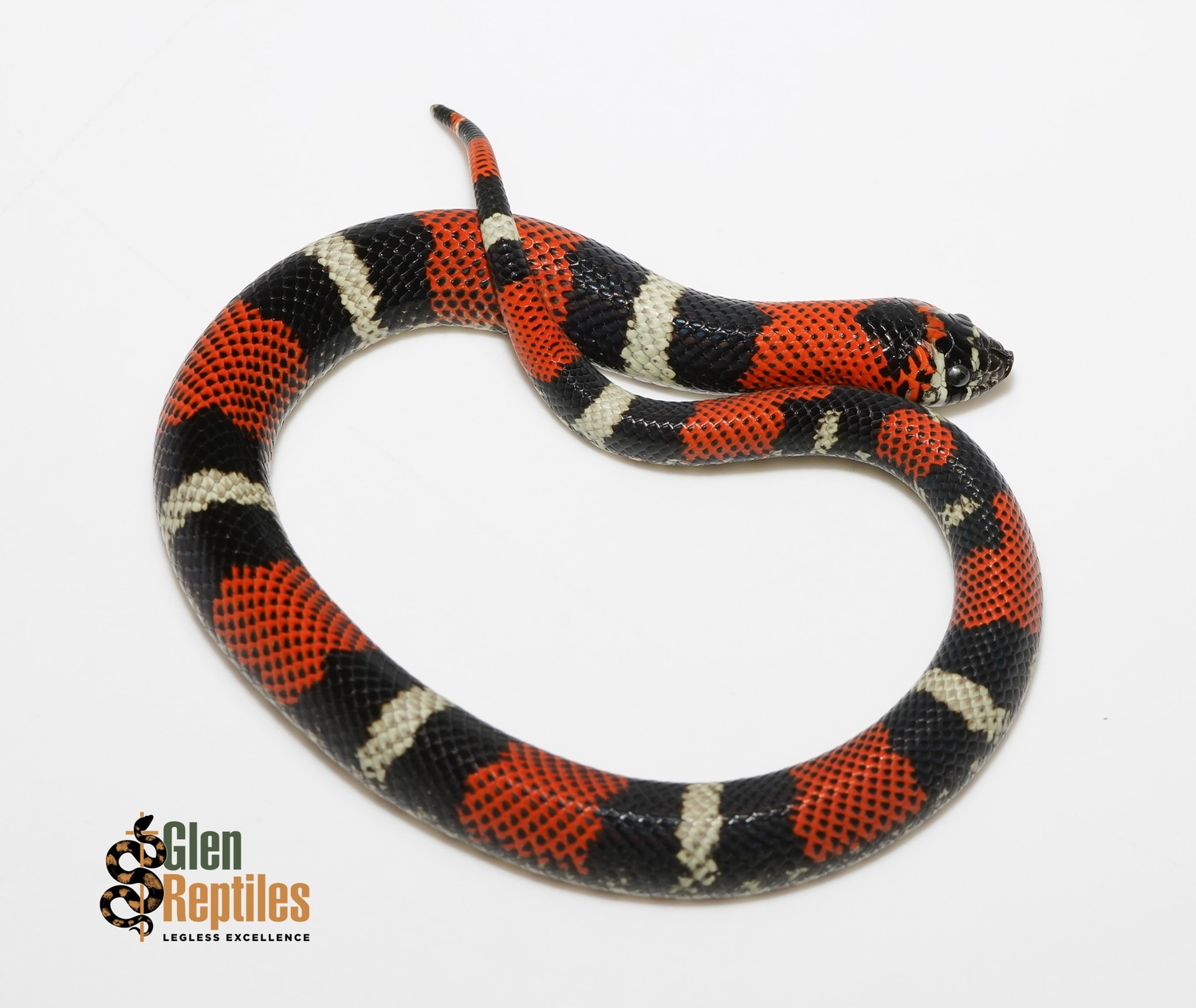 Tri-Color Hognose Snake