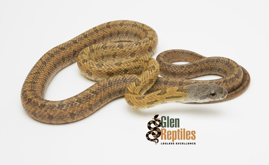 Pair Of 2024 Mexican Baird's Rat Snakes by Glen Reptiles