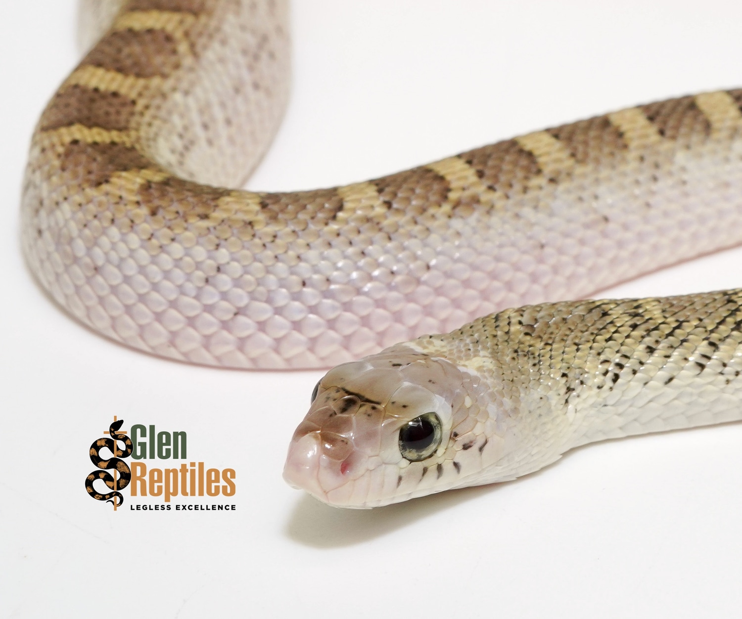 Stillwater Hypo Whitesided Bullsnake