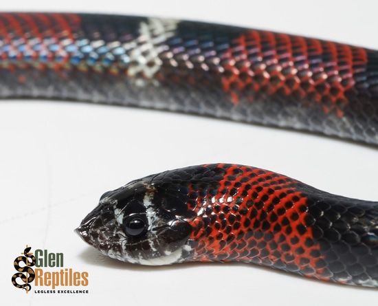 Tri-color Hognose Snake Tri-Color Hognose by Glen Reptiles
