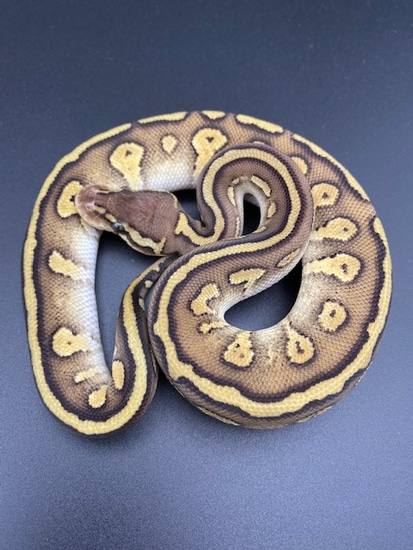 Pastel Mojave Redstripe Ball Python by Great Lakes Herpetoculture