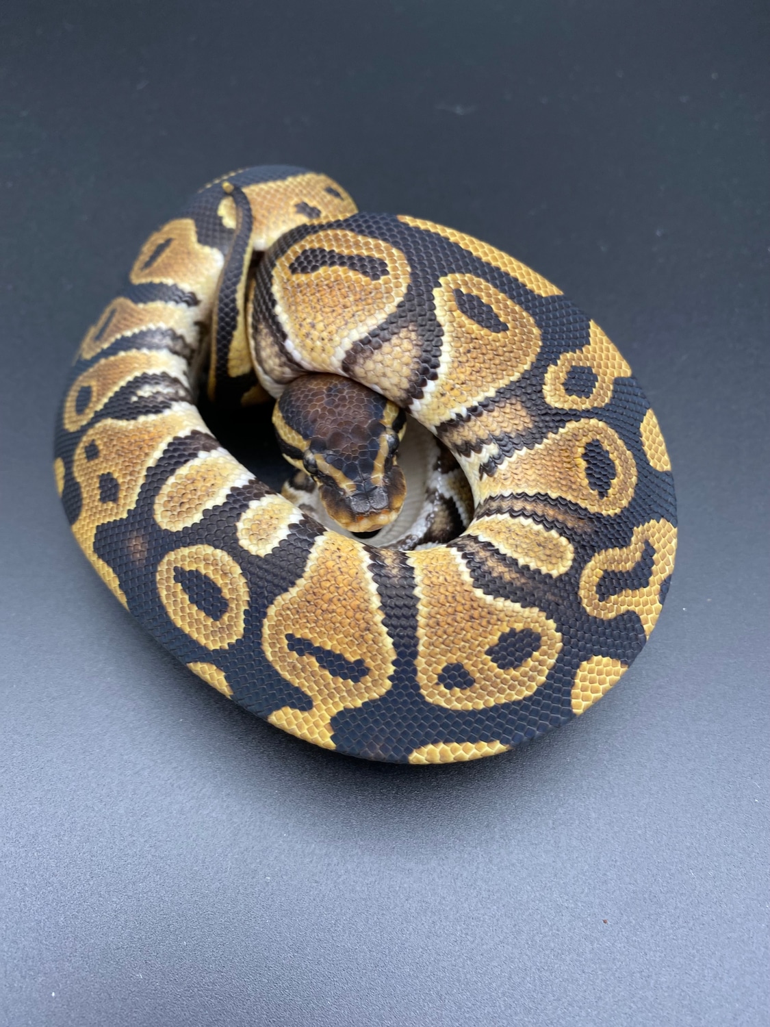 Het Desert Ghost Het Pied Ball Python by Great Lakes Herpetoculture ...