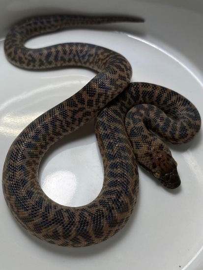 Het Granite Spotted Python by Great Lakes Herpetoculture - MorphMarket