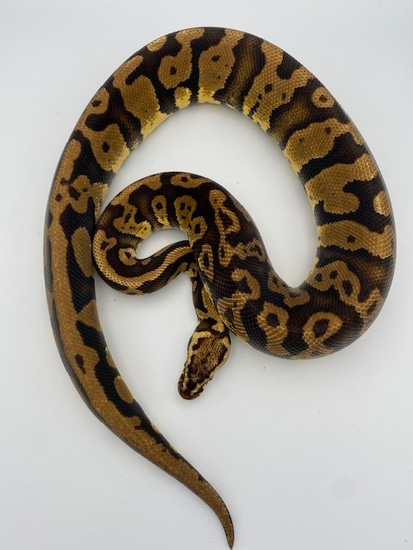 Acid Lemon Pastel Ball Python by Great Lakes Herpetoculture