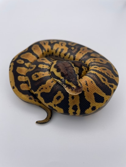 Pastel Acid Ball Python by Great Lakes Herpetoculture