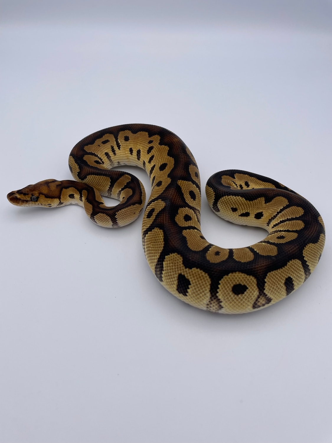 Clown Het Desert Ghost Ball Python by Great Lakes Herpetoculture ...
