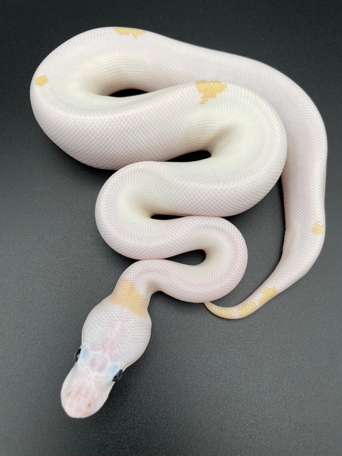 Super Fire Ball Python by Great Lakes Herpetoculture - MorphMarket