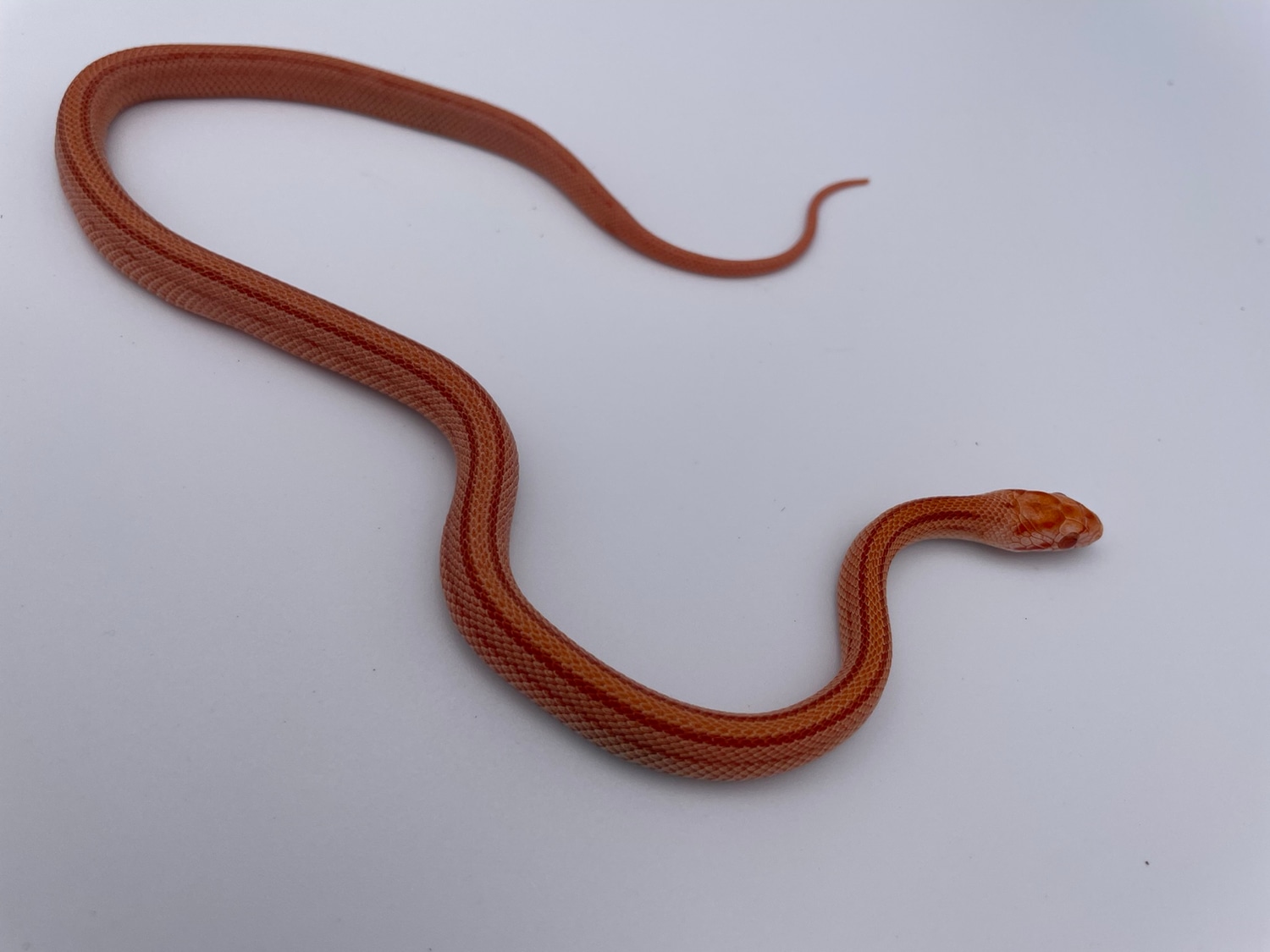 Albino Stripe Corn Snake by Great Lakes Herpetoculture - MorphMarket