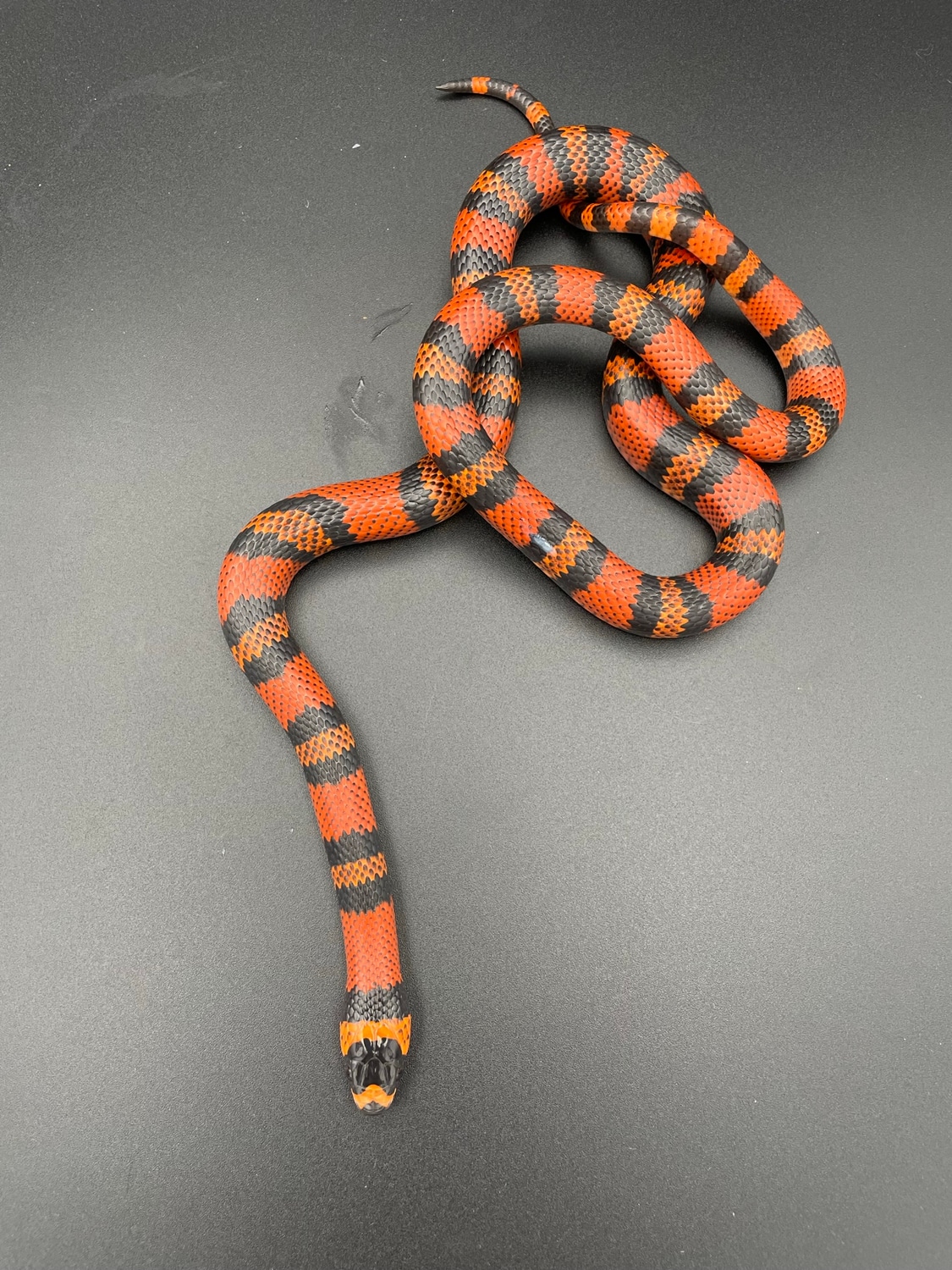 Tangerine Het Albino Honduran Milk Snake by Great Lakes Herpetoculture ...
