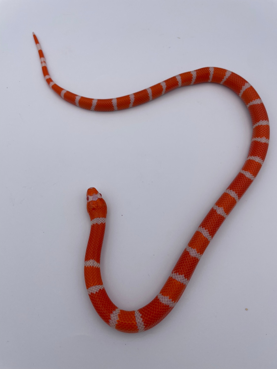 Albino Tangerine Honduran Milk Snake by Great Lakes Herpetoculture ...
