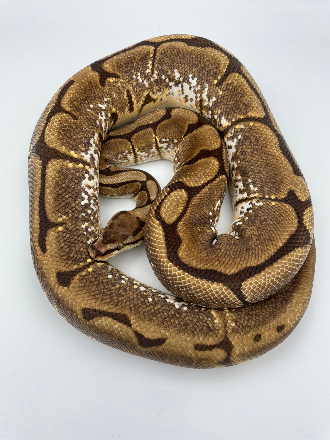 2020 Spider Het Pied Female Ball Python by Great Lakes Herpetoculture ...