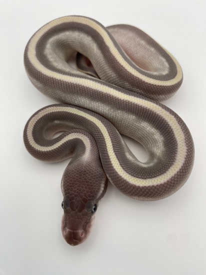 Mystic Potion Male Ball Python by Great Lakes Herpetoculture