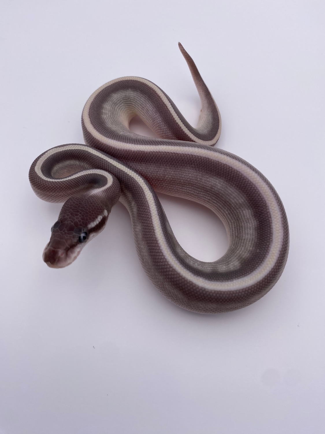 Mystic Potion Male Ball Python by Great Lakes Herpetoculture - MorphMarket